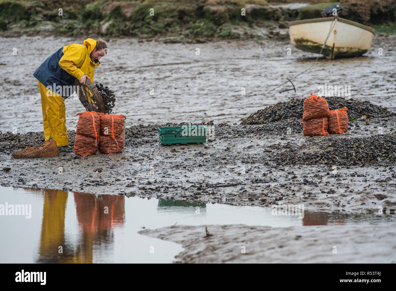 Fisherman on beach sifting muscles Stock Photo - Alamy