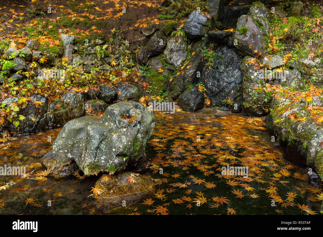 Japanese park and maple tree Stock Photo - Alamy