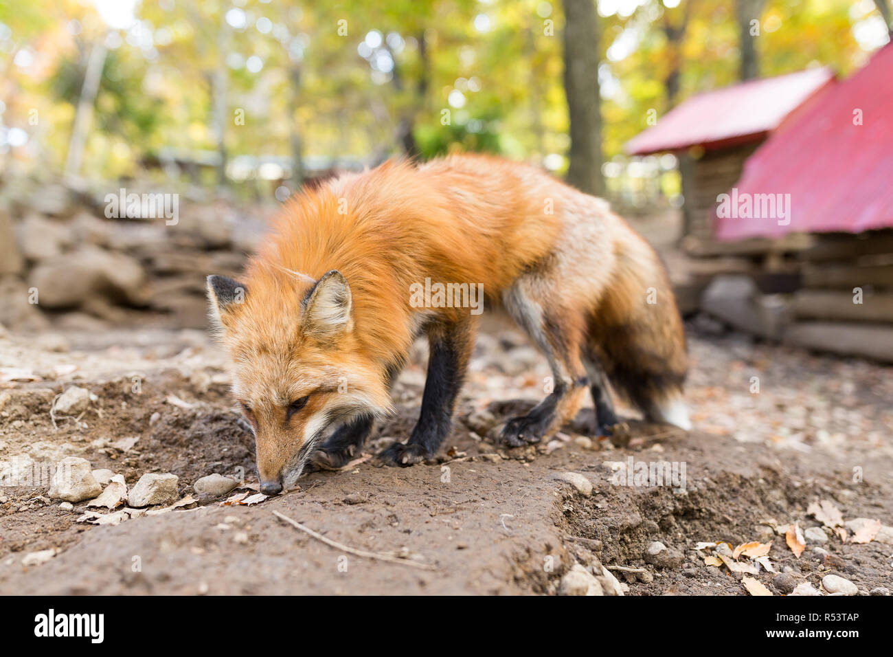 Zao fox village japan hi-res stock photography and images - Alamy