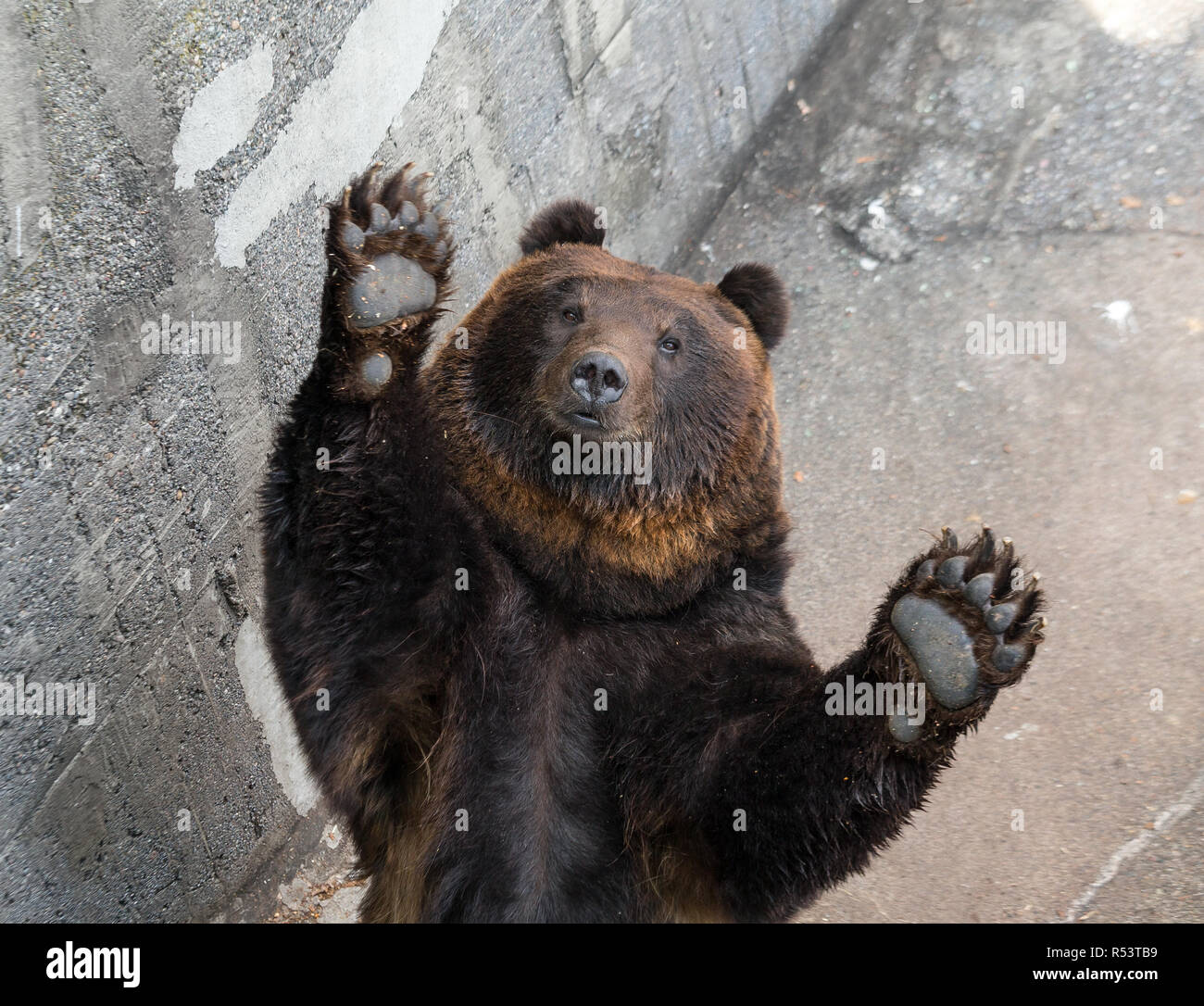 Brown bear raising up hand Stock Photo - Alamy