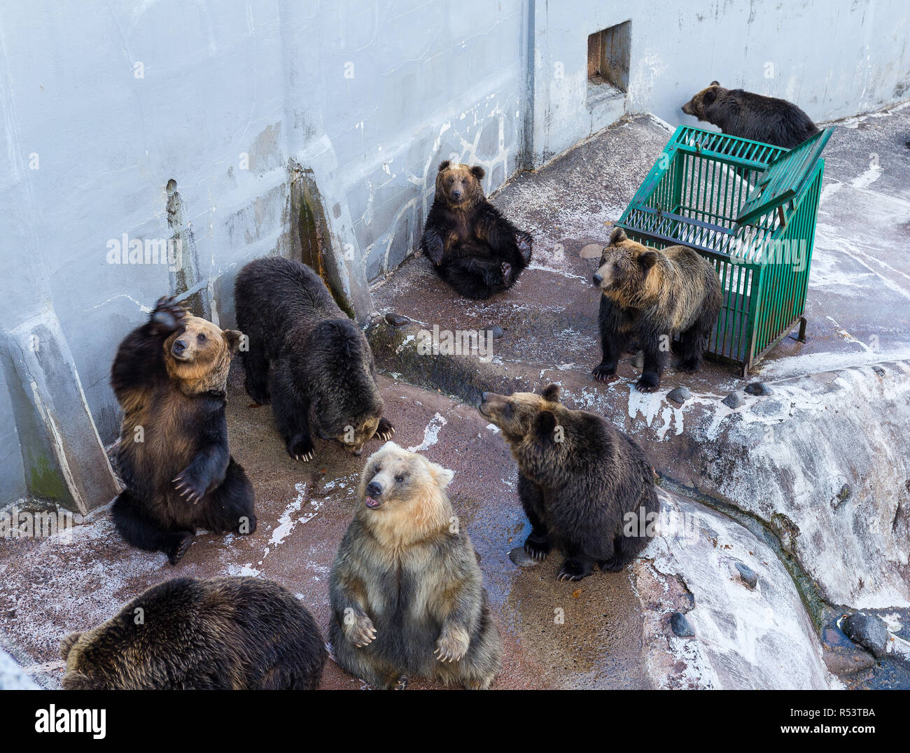 Bear in zoo Stock Photo - Alamy
