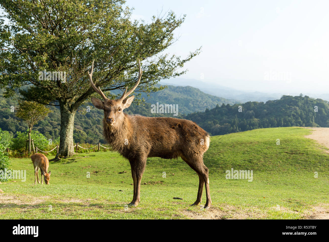 Fallow stag lying down hi-res stock photography and images - Alamy