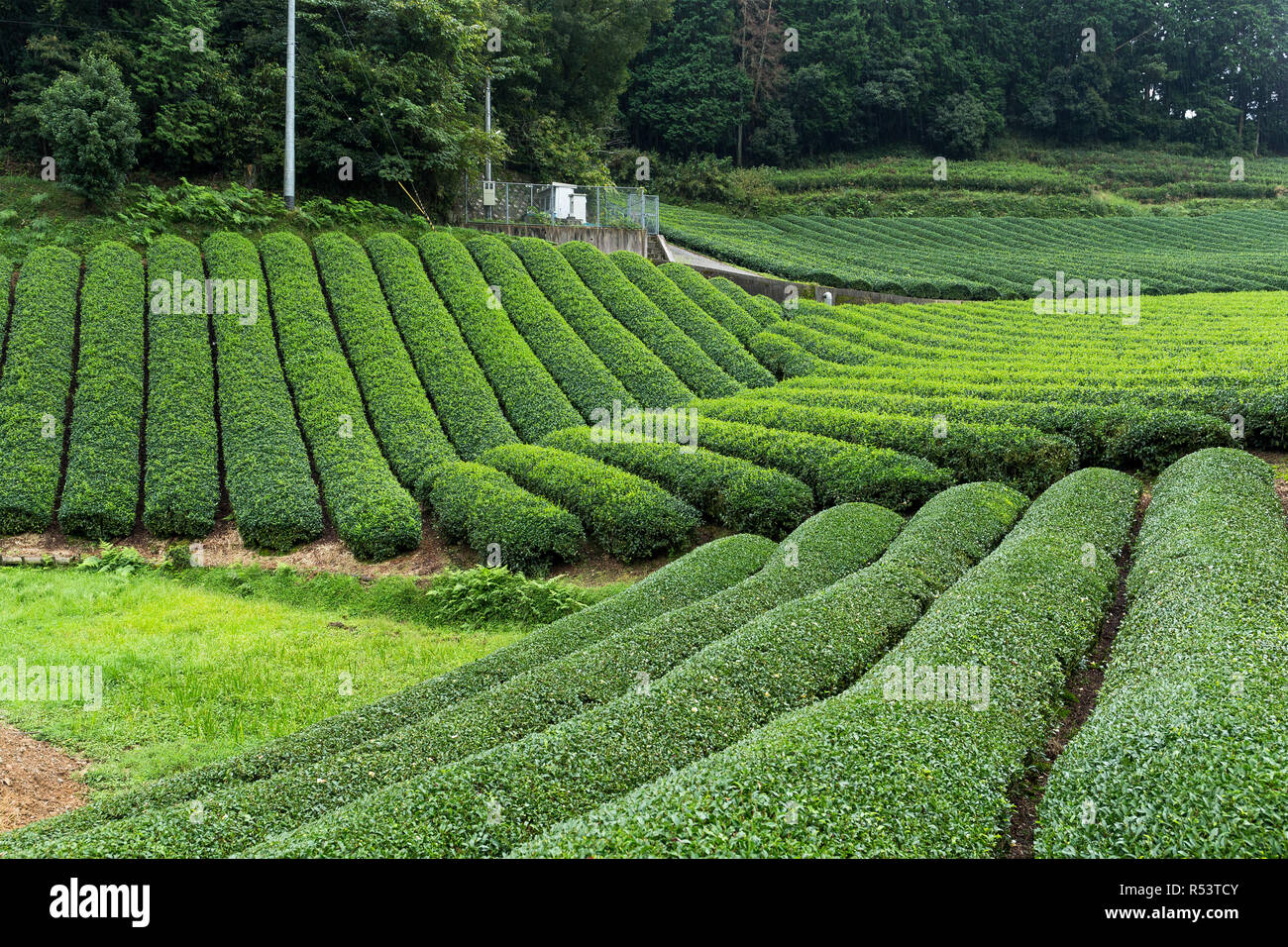 Traditional Tea field Stock Photo - Alamy