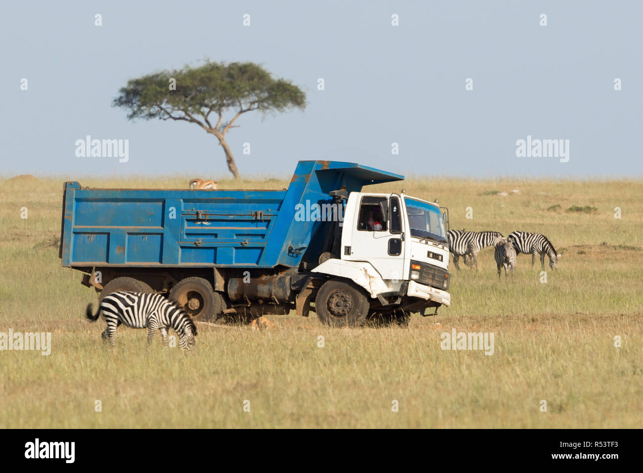 Truck driving on the savannah among wild animals Stock Photo - Alamy