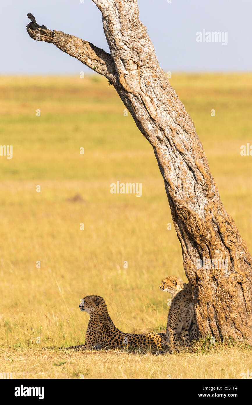 Cheetah on a trunk hi-res stock photography and images - Alamy