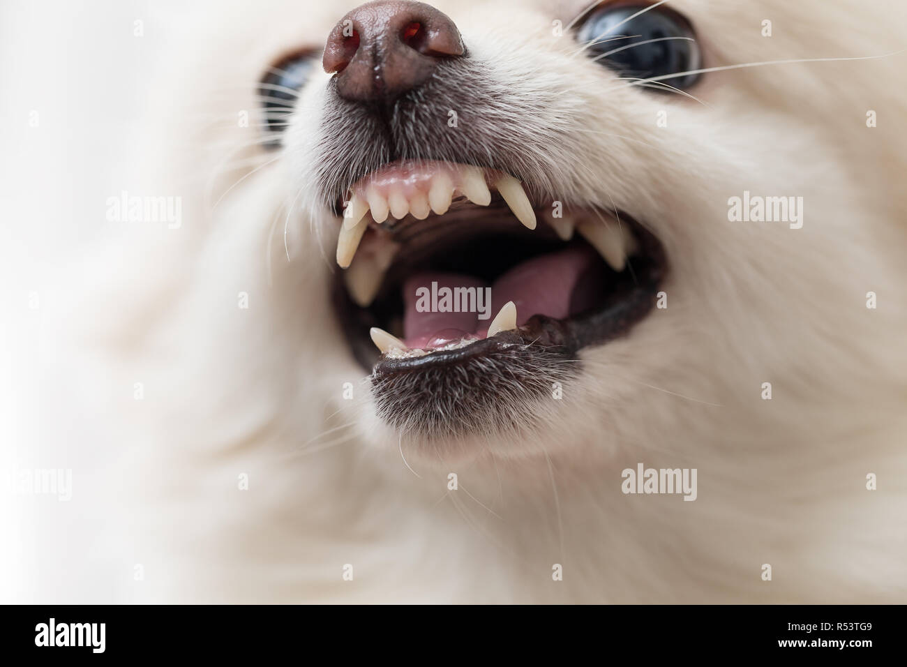 Irated white pomeranian close up Stock Photo - Alamy