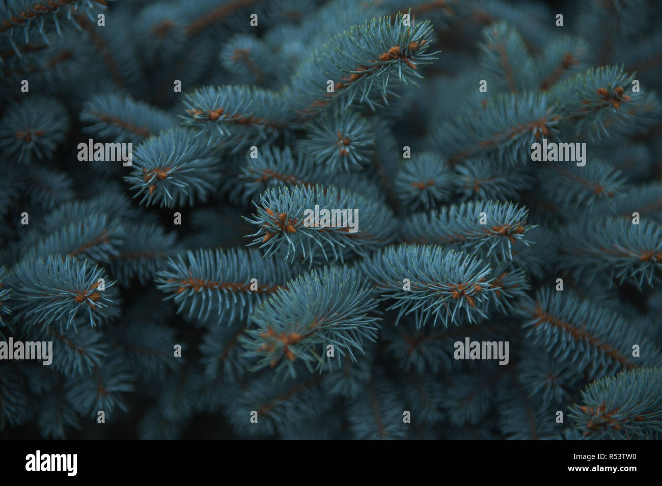 Background texture of fir tree branches Stock Photo - Alamy