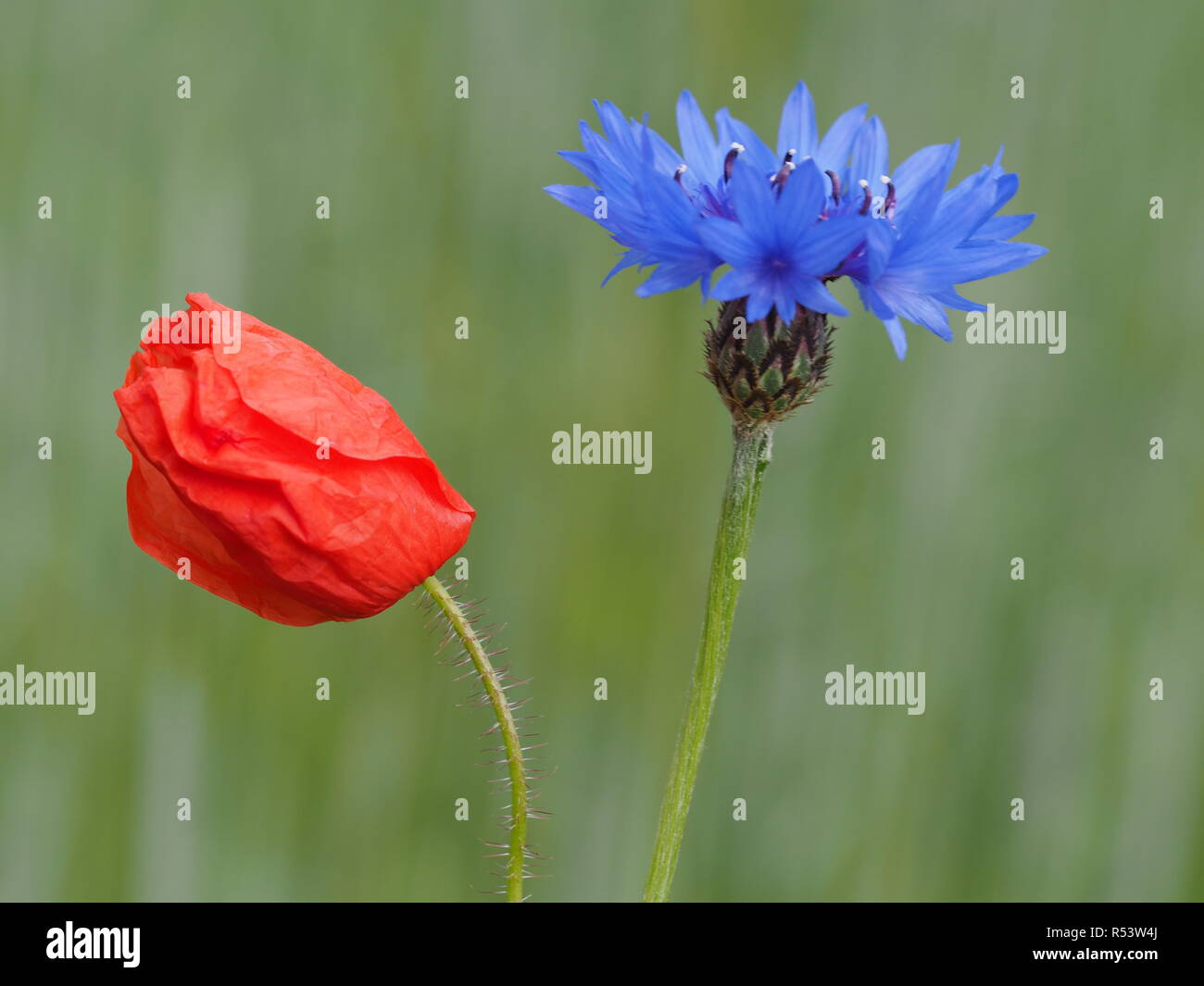 Corn poppy cornflower hi-res stock photography and images - Alamy