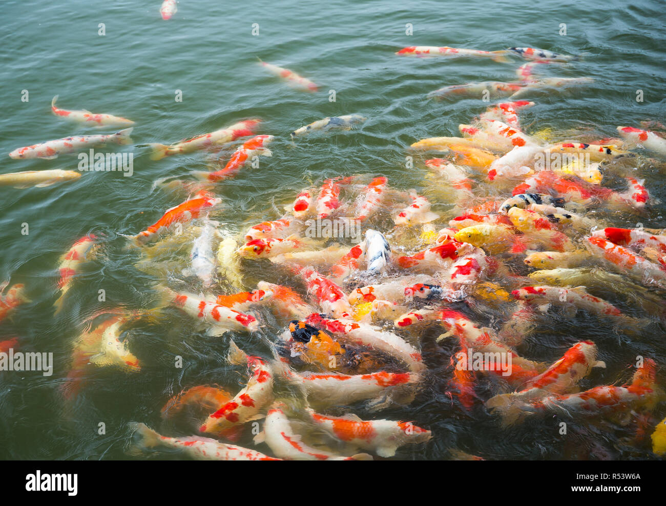 Feeding Koi fish Stock Photo - Alamy