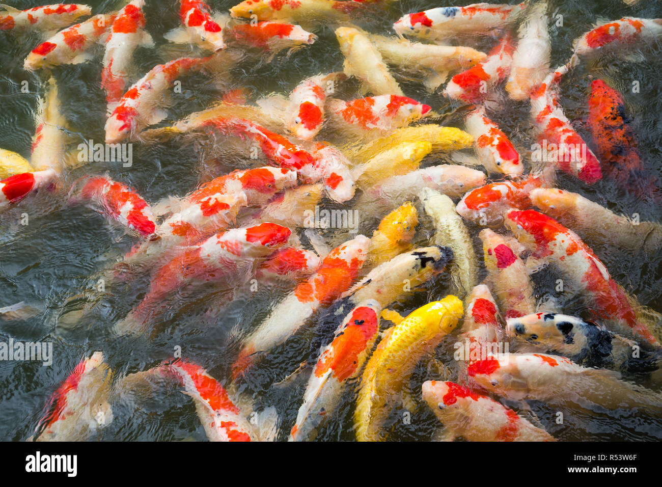 Koi fish in the pond Stock Photo - Alamy