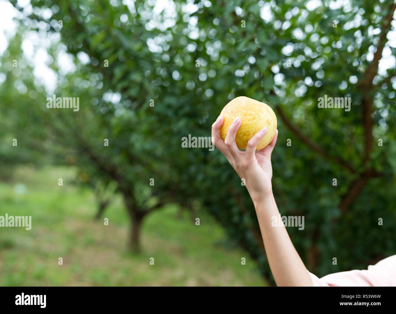 Hand holding a pear in a farm Stock Photo - Alamy