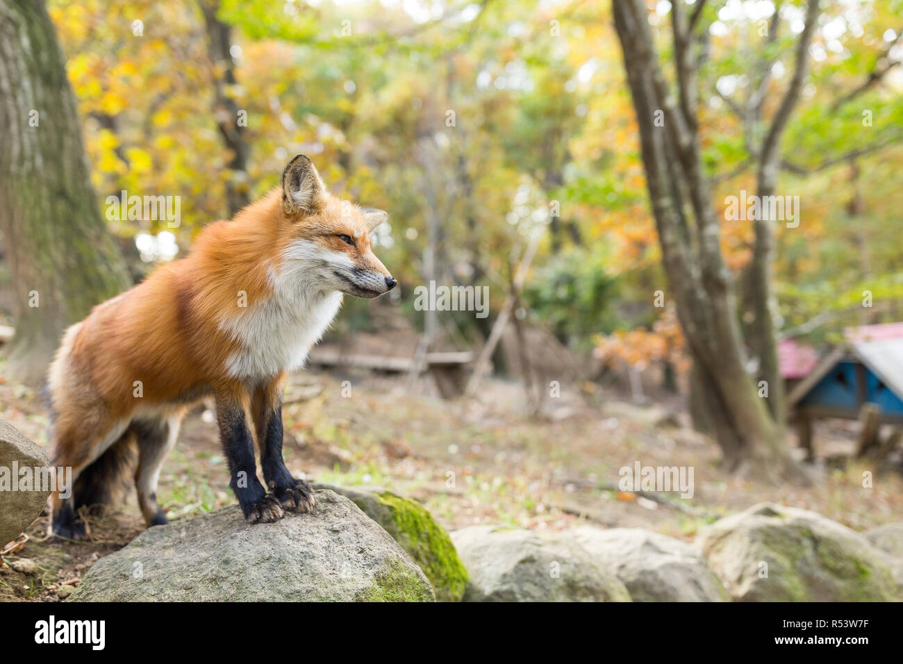 Fox village japan hi-res stock photography and images - Alamy