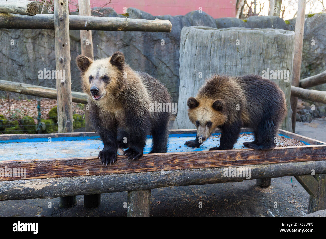 Bear in zoo park Stock Photo - Alamy