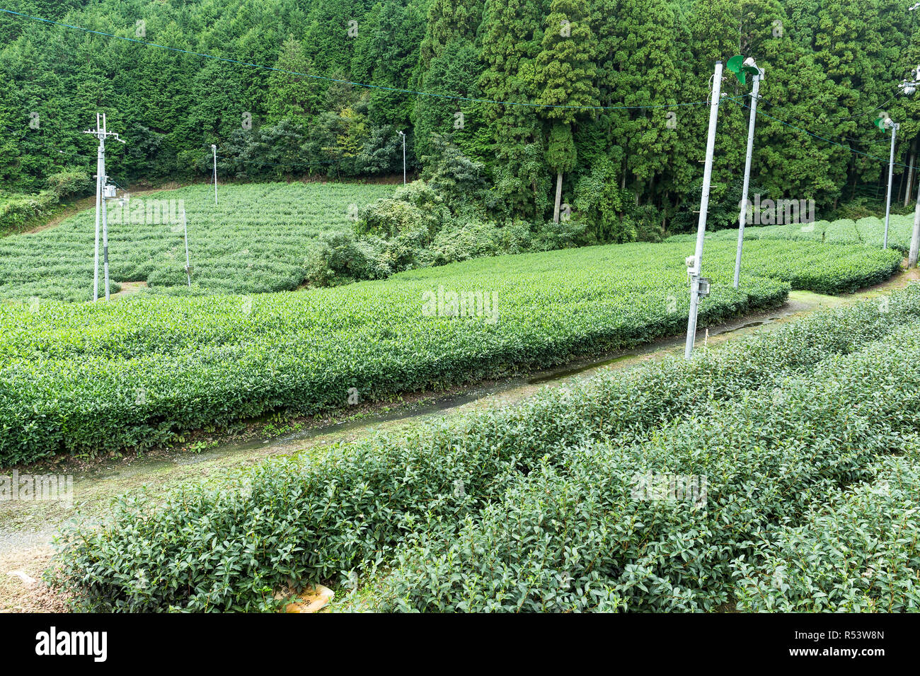 Green tea farm Stock Photo - Alamy