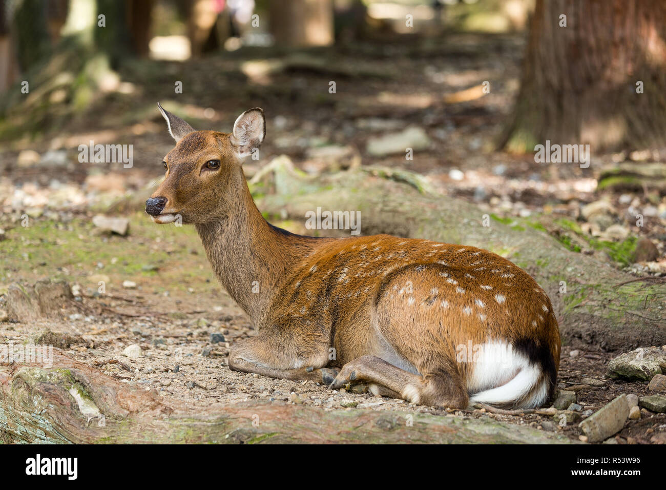 Deer lying down Stock Photo - Alamy