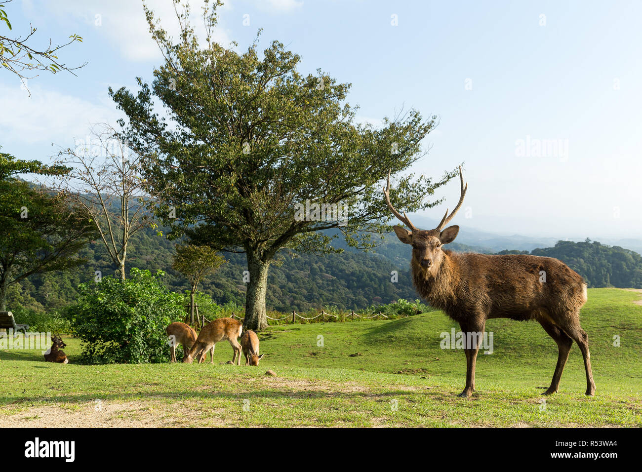 Deer in mountain Stock Photo - Alamy