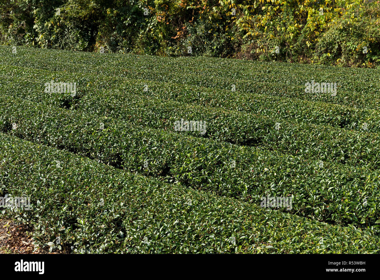 Humans of tea garden hi-res stock photography and images - Alamy