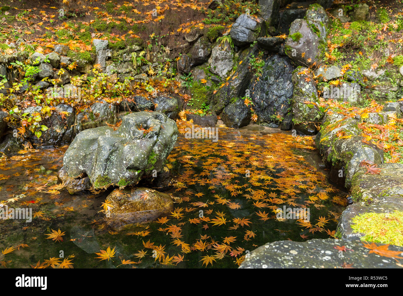 Beautiful maple landscape Stock Photo - Alamy