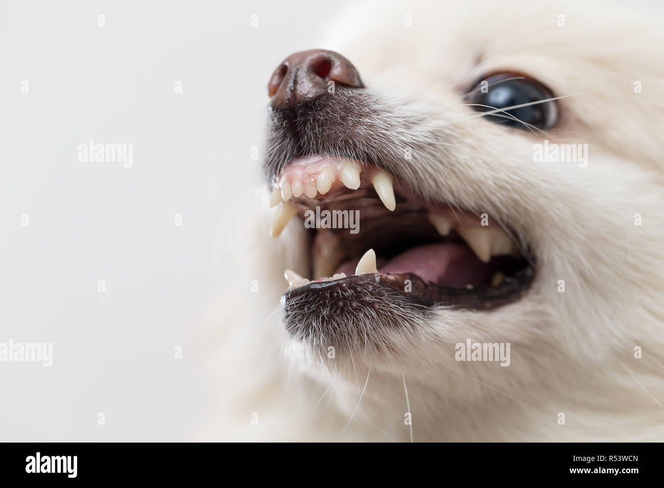 Pomeranian getting angry close up Stock Photo - Alamy
