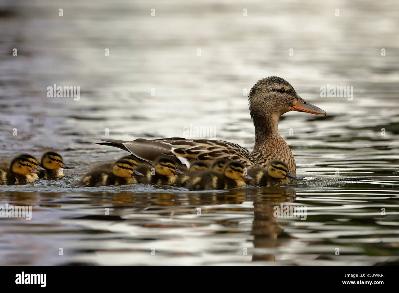 Wild duck familie hi-res stock photography and images - Alamy
