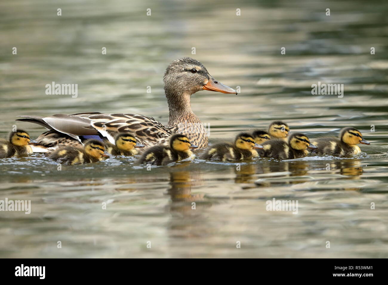 Wild duck familie hi-res stock photography and images - Alamy
