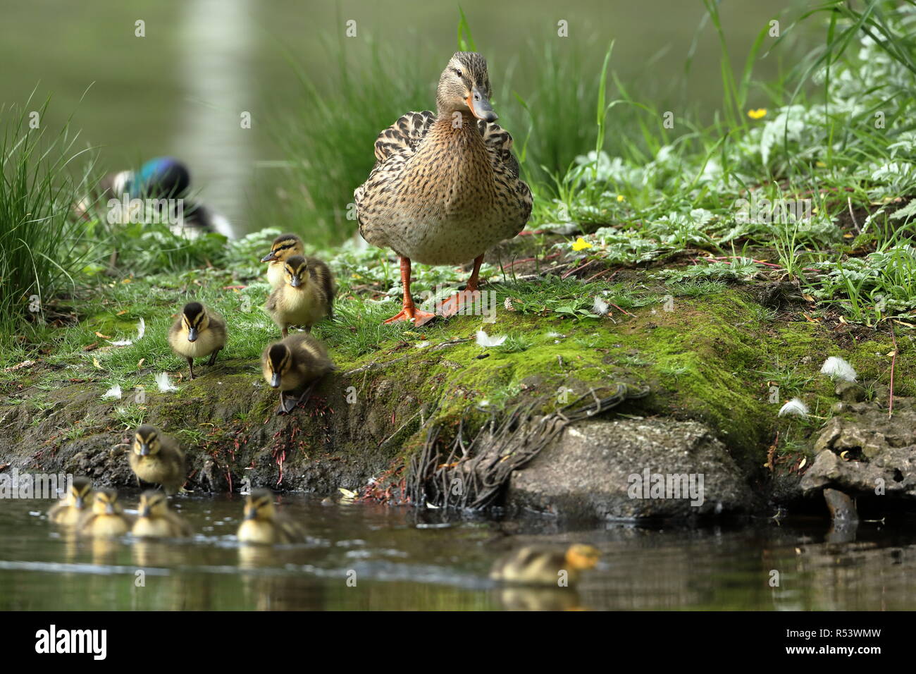 Wild duck familie hi-res stock photography and images - Alamy