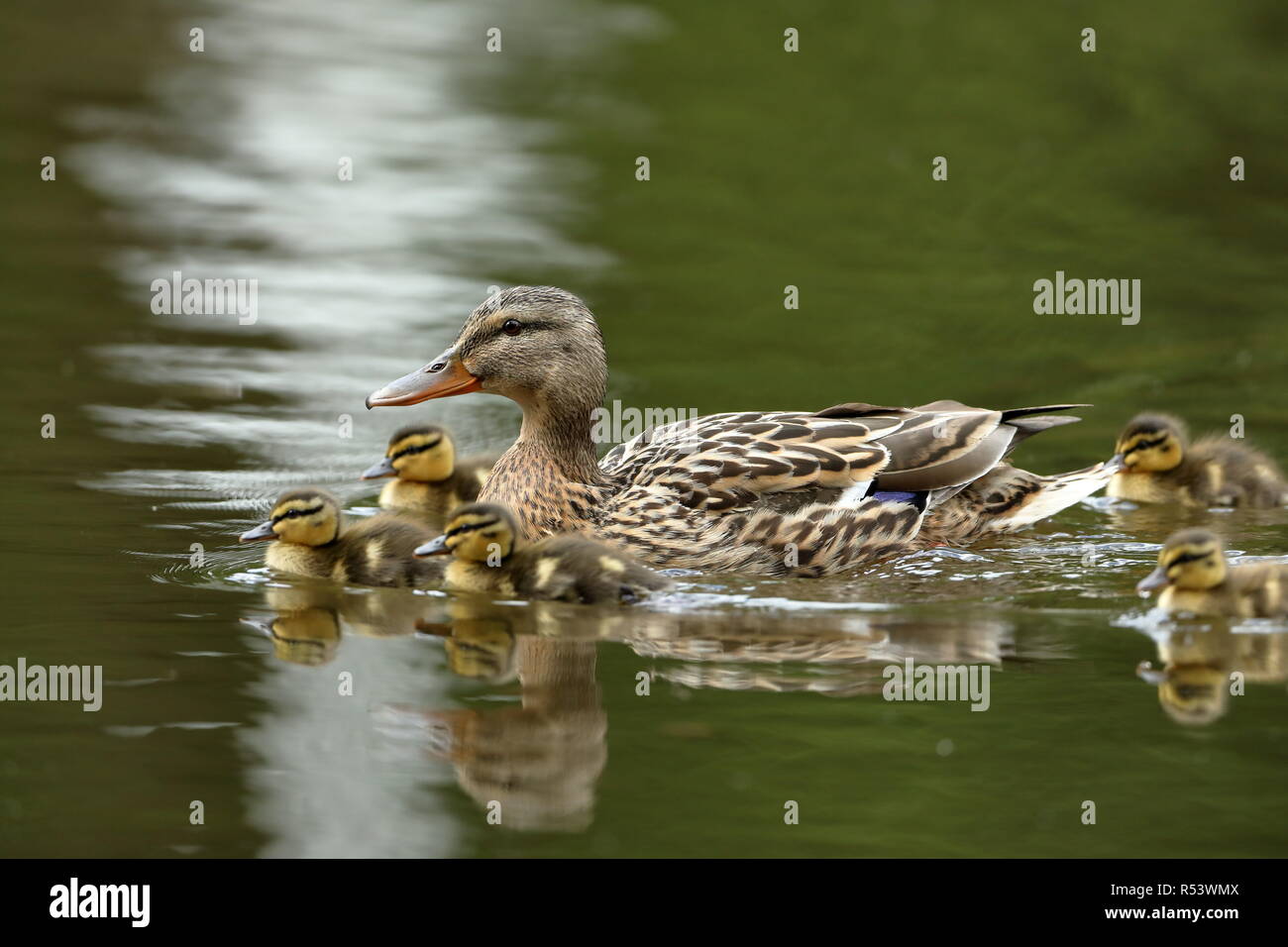 duck family with ducklings Stock Photo - Alamy