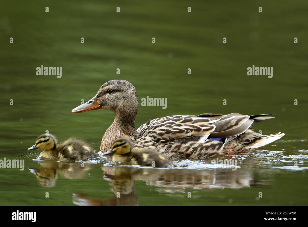 Wild duck familie hi-res stock photography and images - Alamy