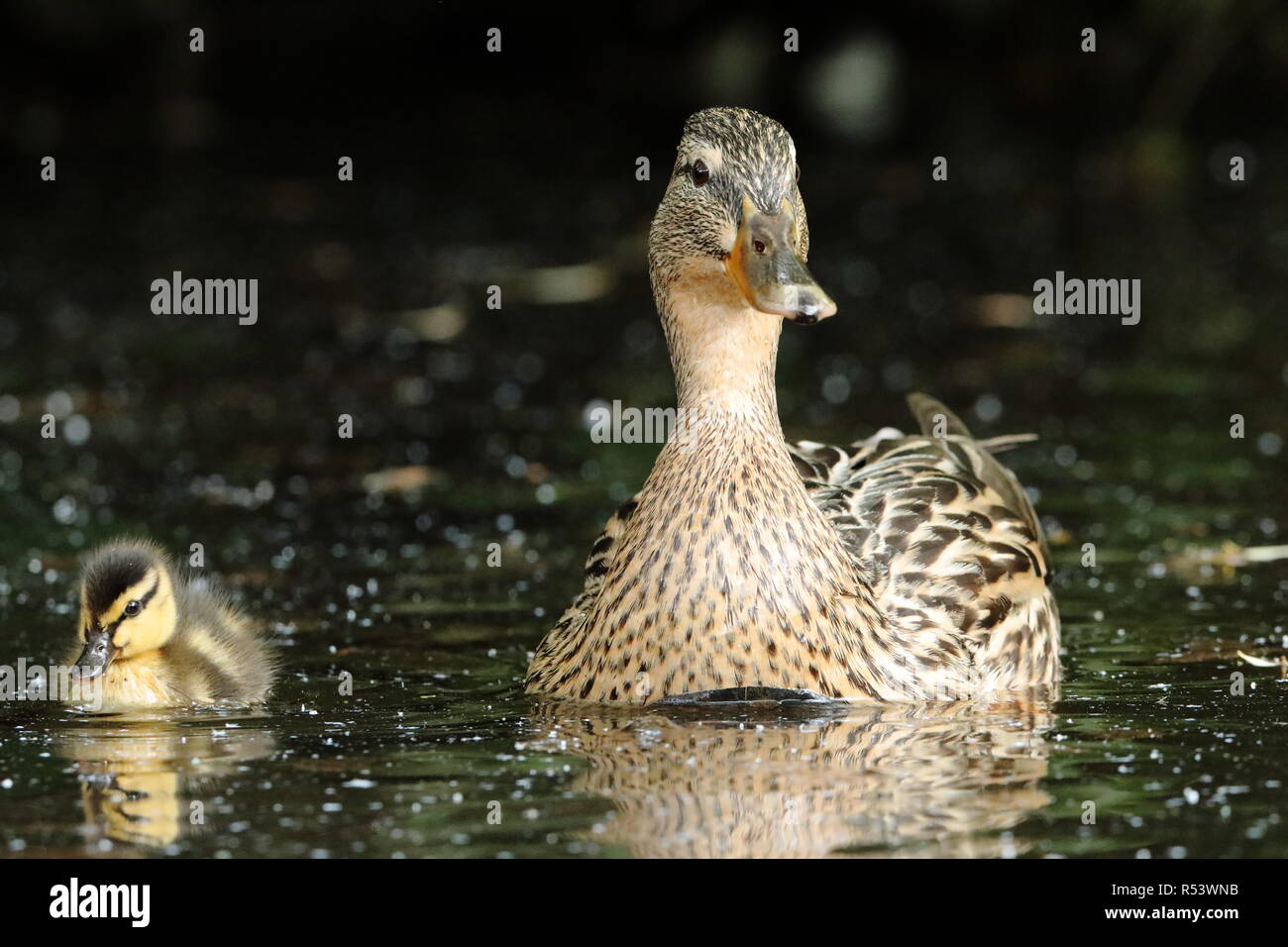 Wild duck familie hi-res stock photography and images - Alamy