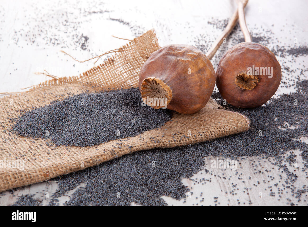 Harvesting poppy seeds hi-res stock photography and images - Alamy