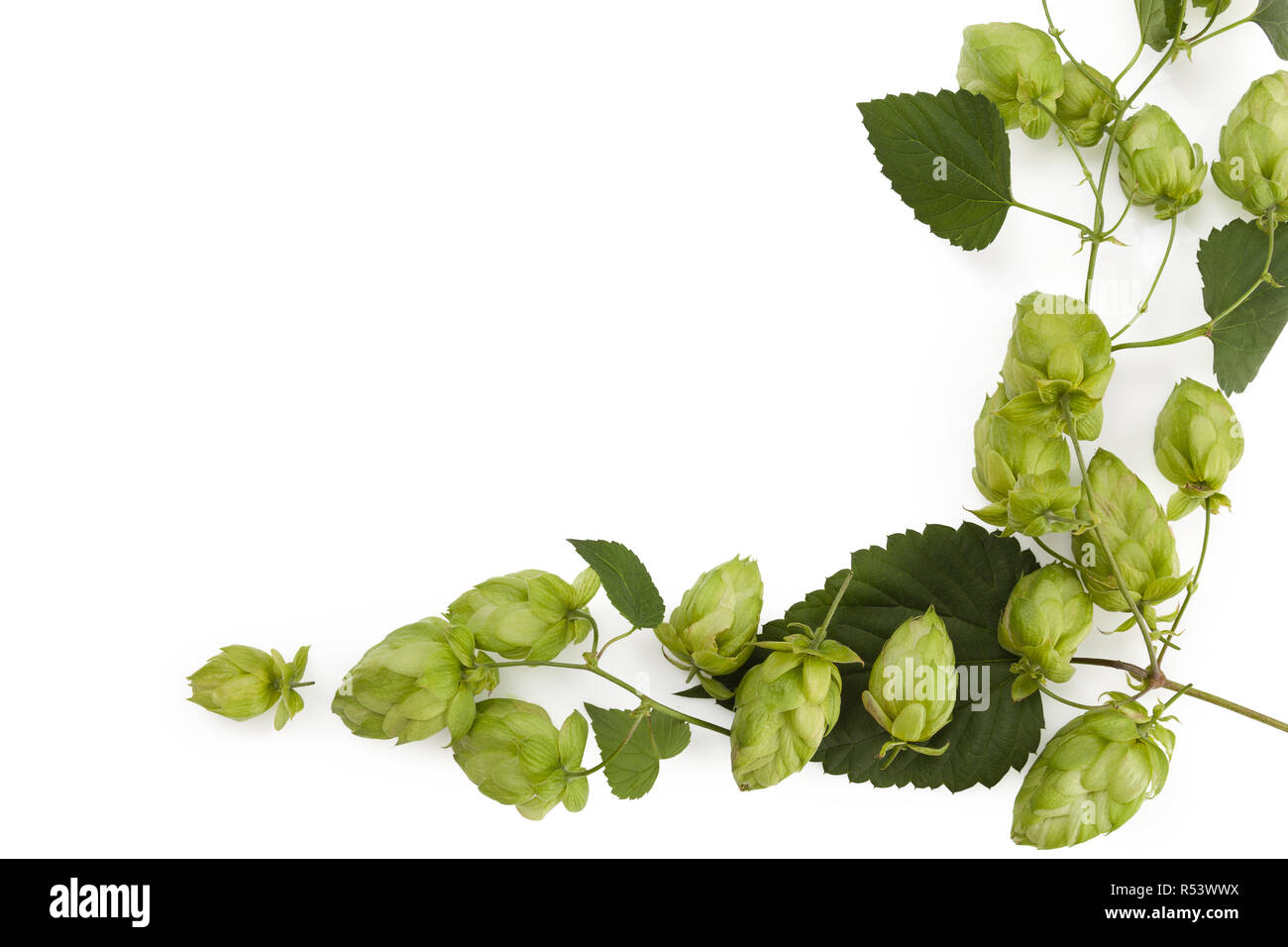 Hop fruit isolated on white background Stock Photo - Alamy