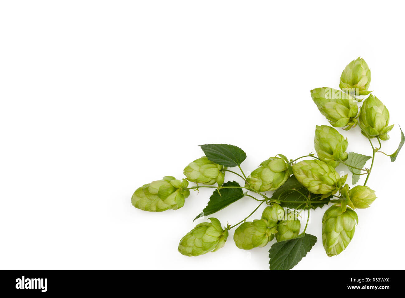 Hop plant isolated on white background Stock Photo - Alamy