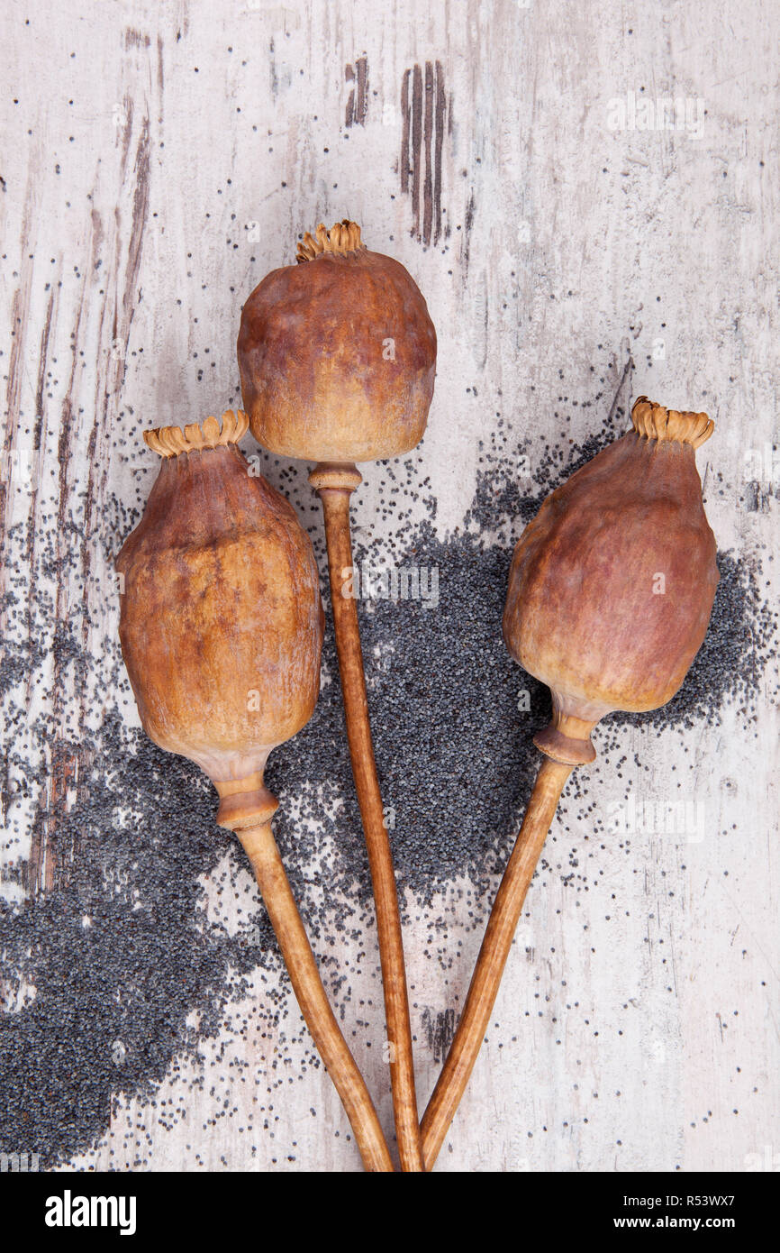 Dry poppy heads and seeds Stock Photo - Alamy