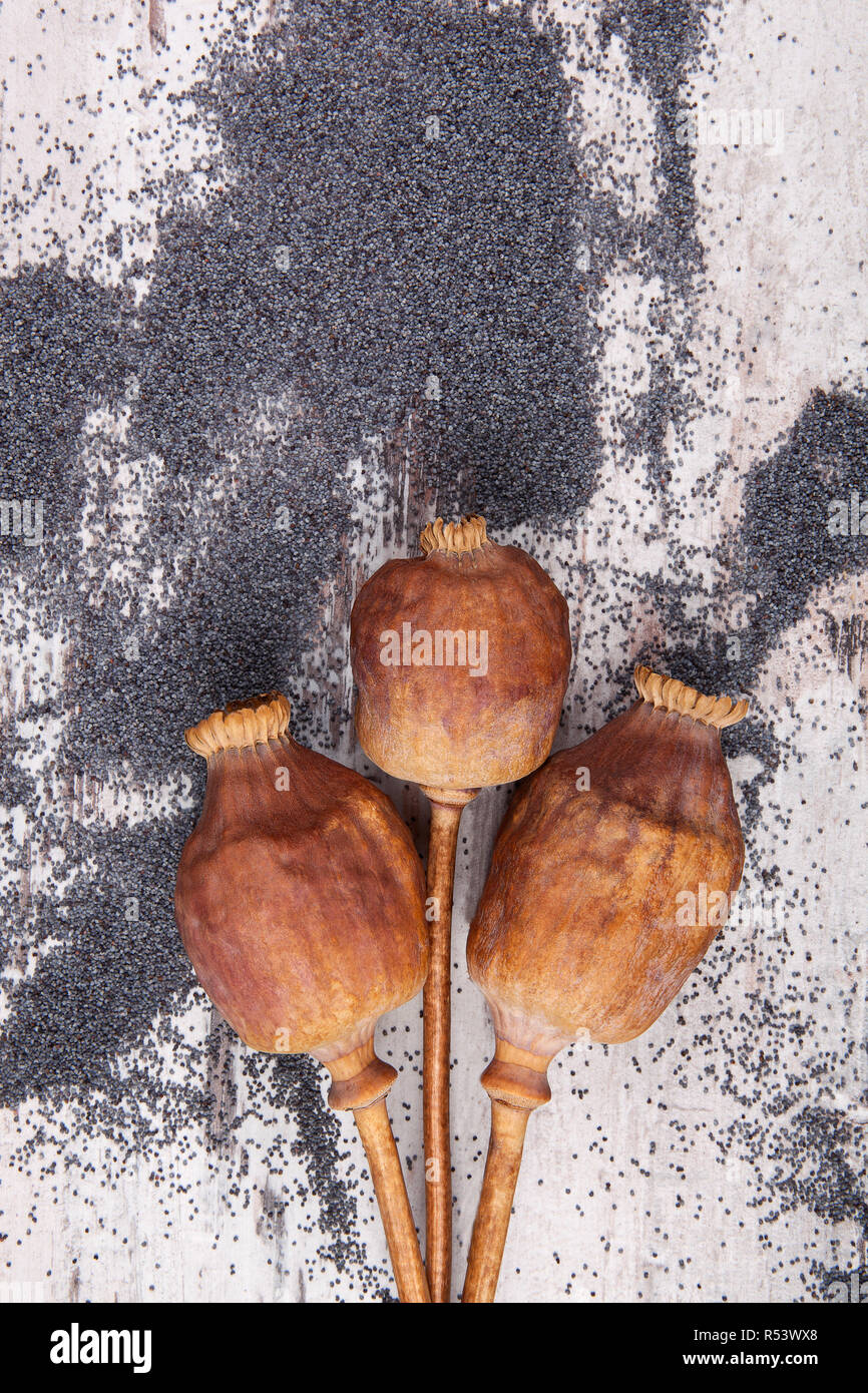 Dry poppy heads and seeds Stock Photo - Alamy