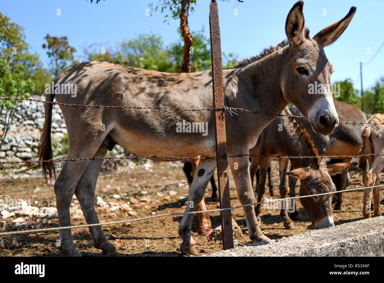 Donkey corral hi-res stock photography and images - Alamy