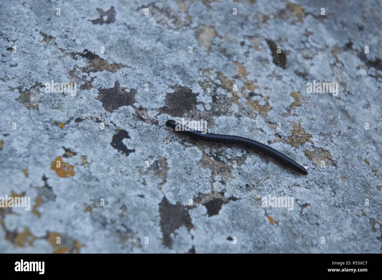 Dark soil worm hi-res stock photography and images - Alamy
