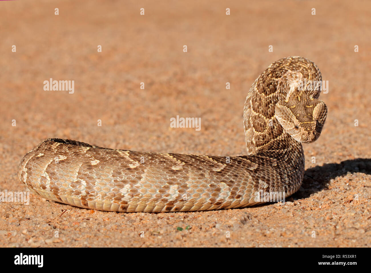 Puff adder snake hi-res stock photography and images - Alamy