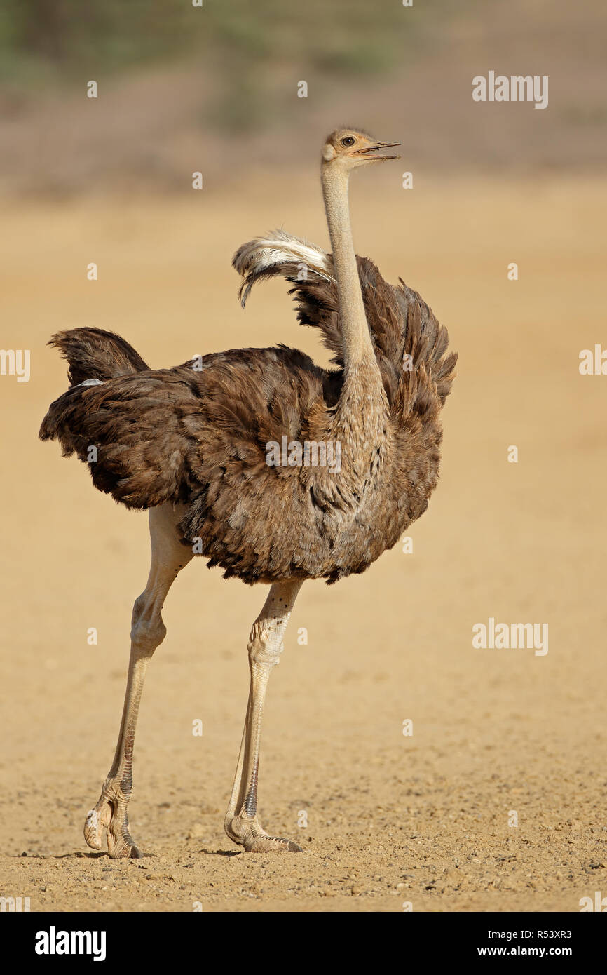 Female ostrich in natural habitat Stock Photo - Alamy