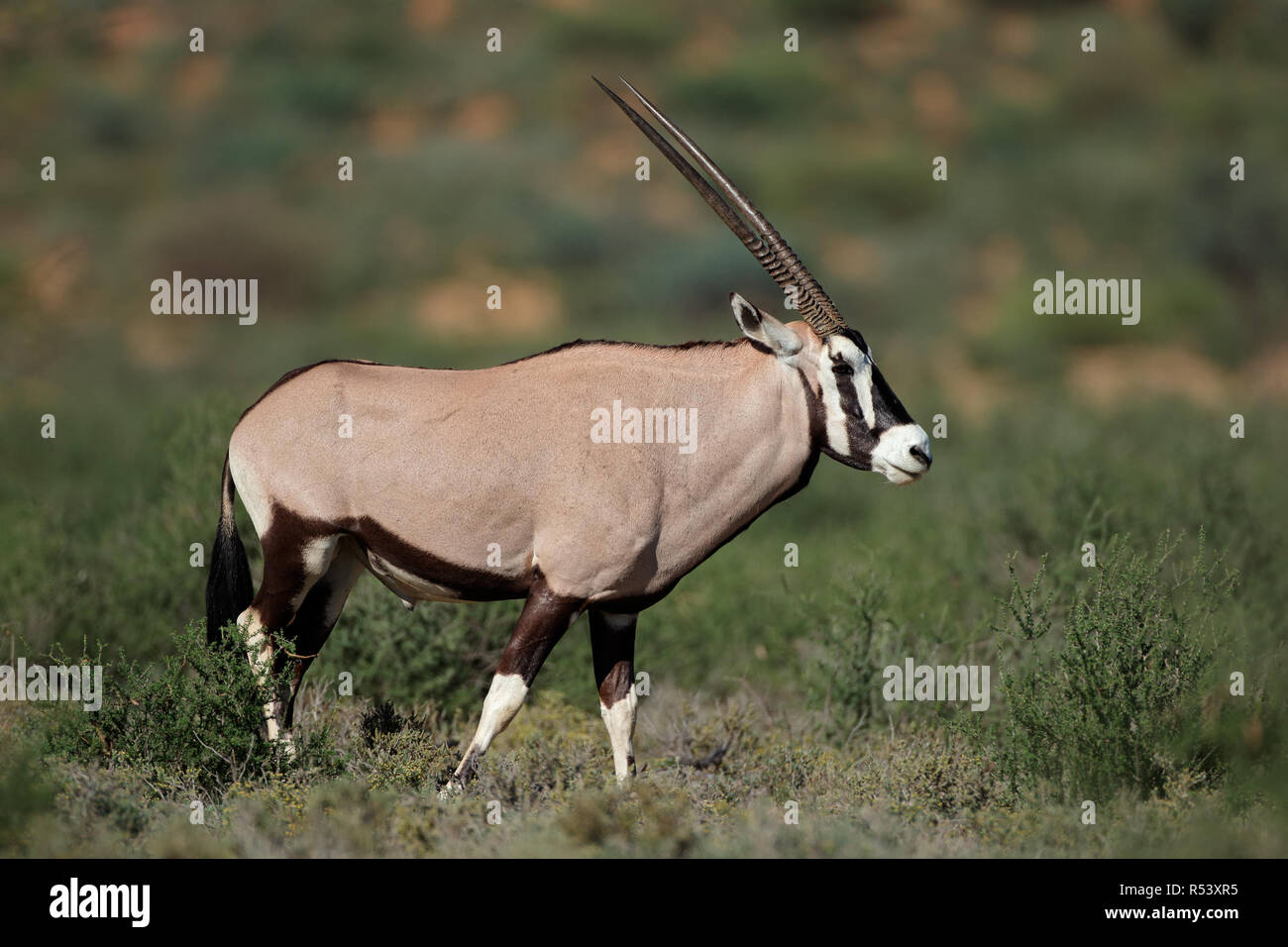 Gemsbok antelope in natural habitat Stock Photo - Alamy