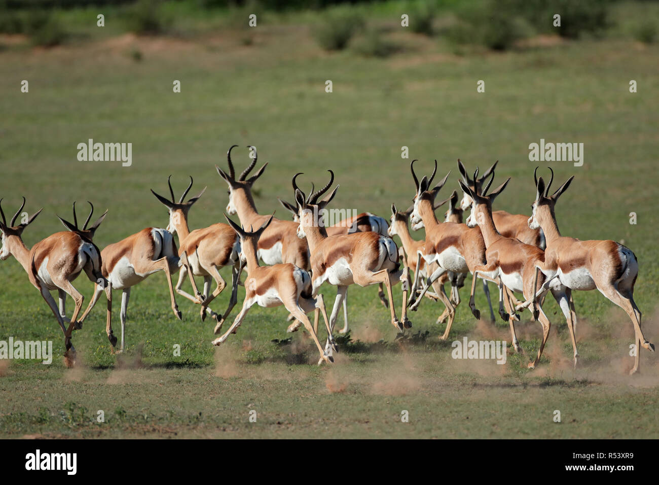 Running springbok antelopes Stock Photo - Alamy