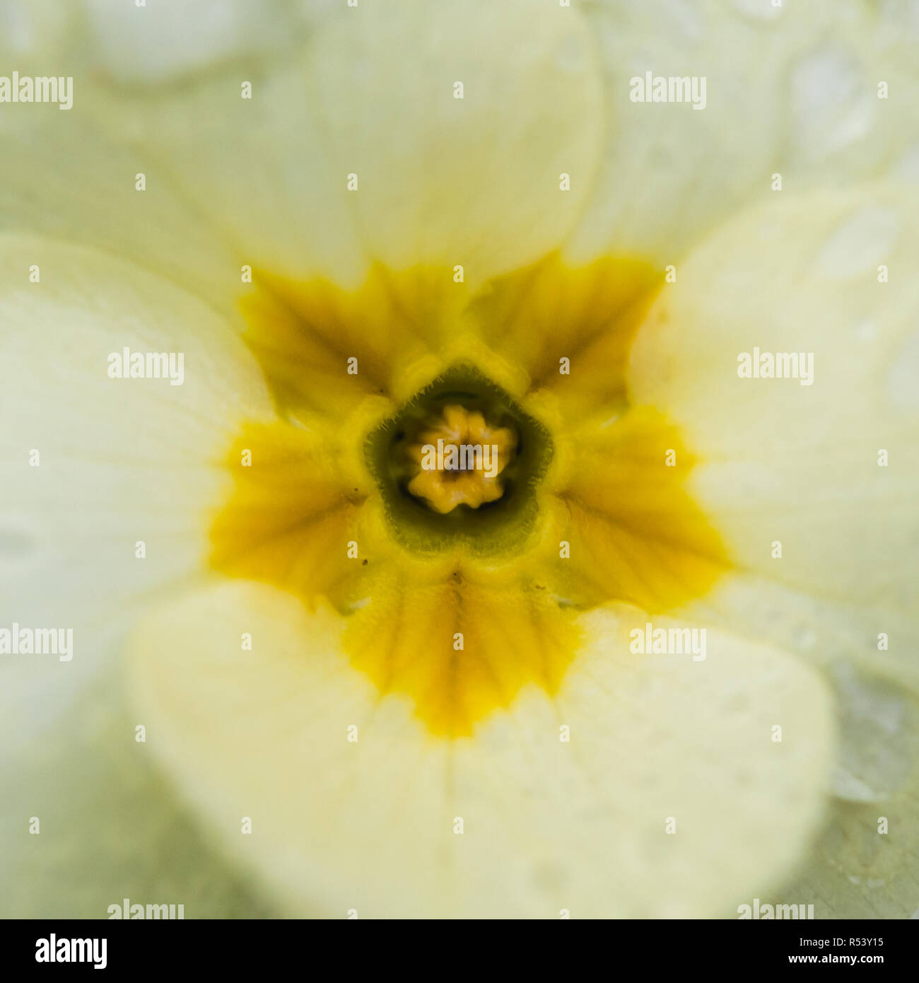A macro shot of a common primrose bloom Stock Photo - Alamy