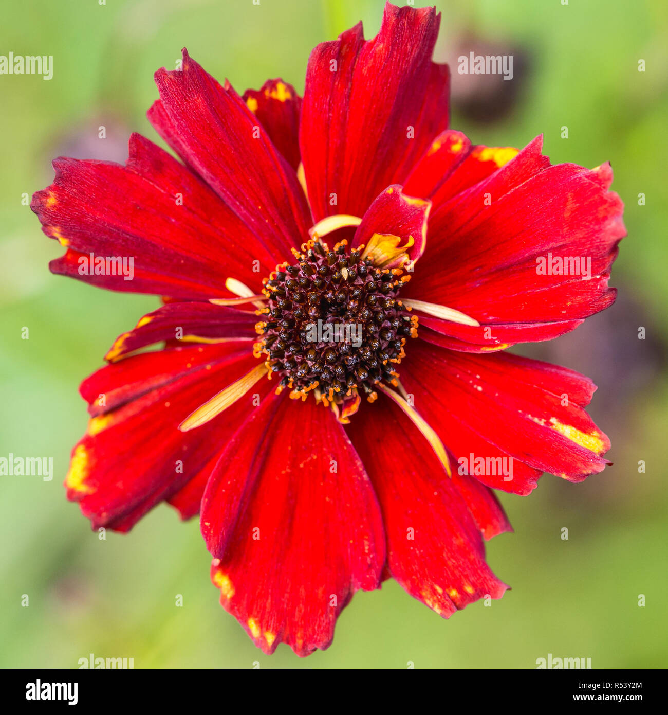 Red coreopsis hi-res stock photography and images - Alamy