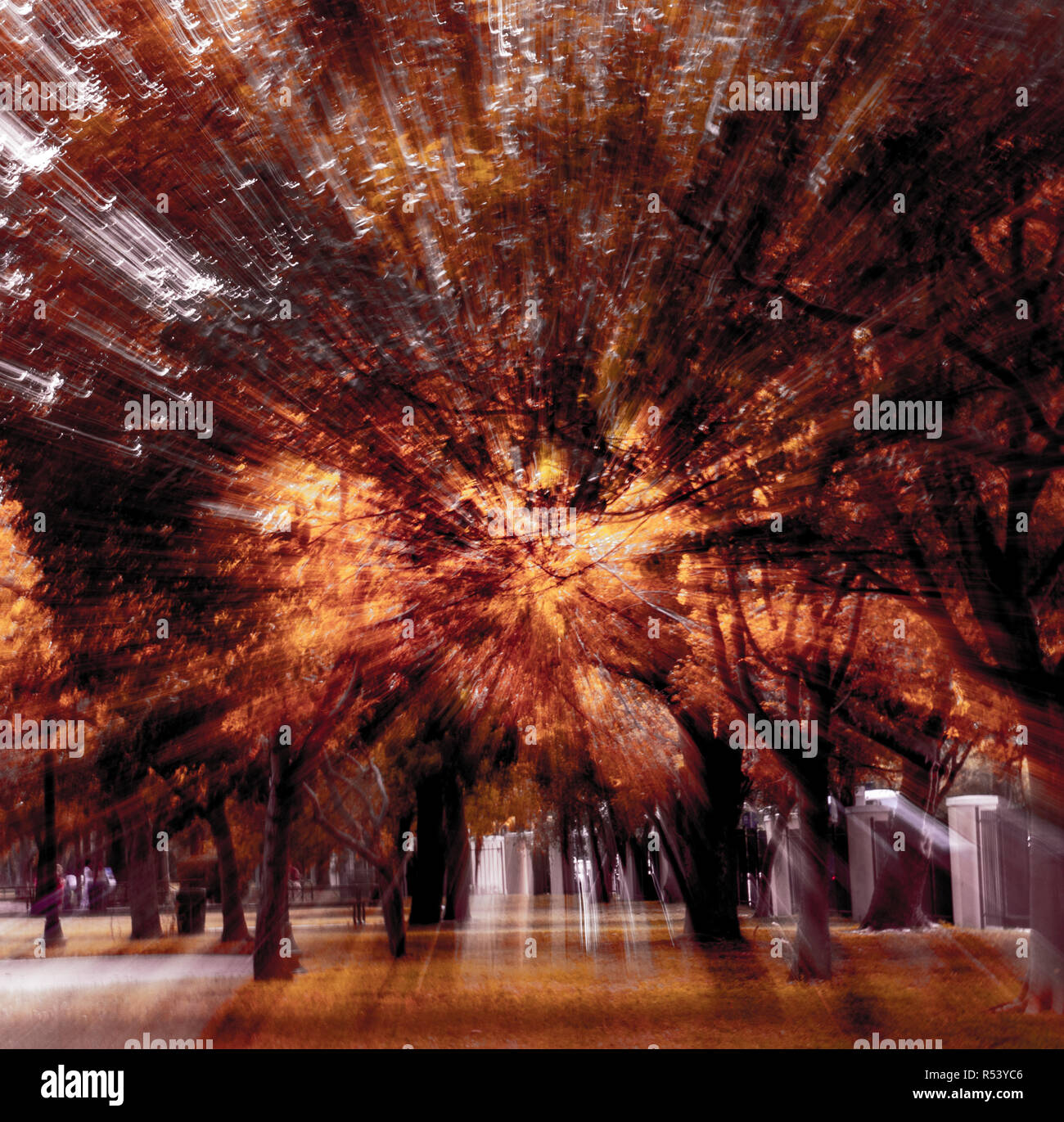 divine light in the forest Stock Photo - Alamy