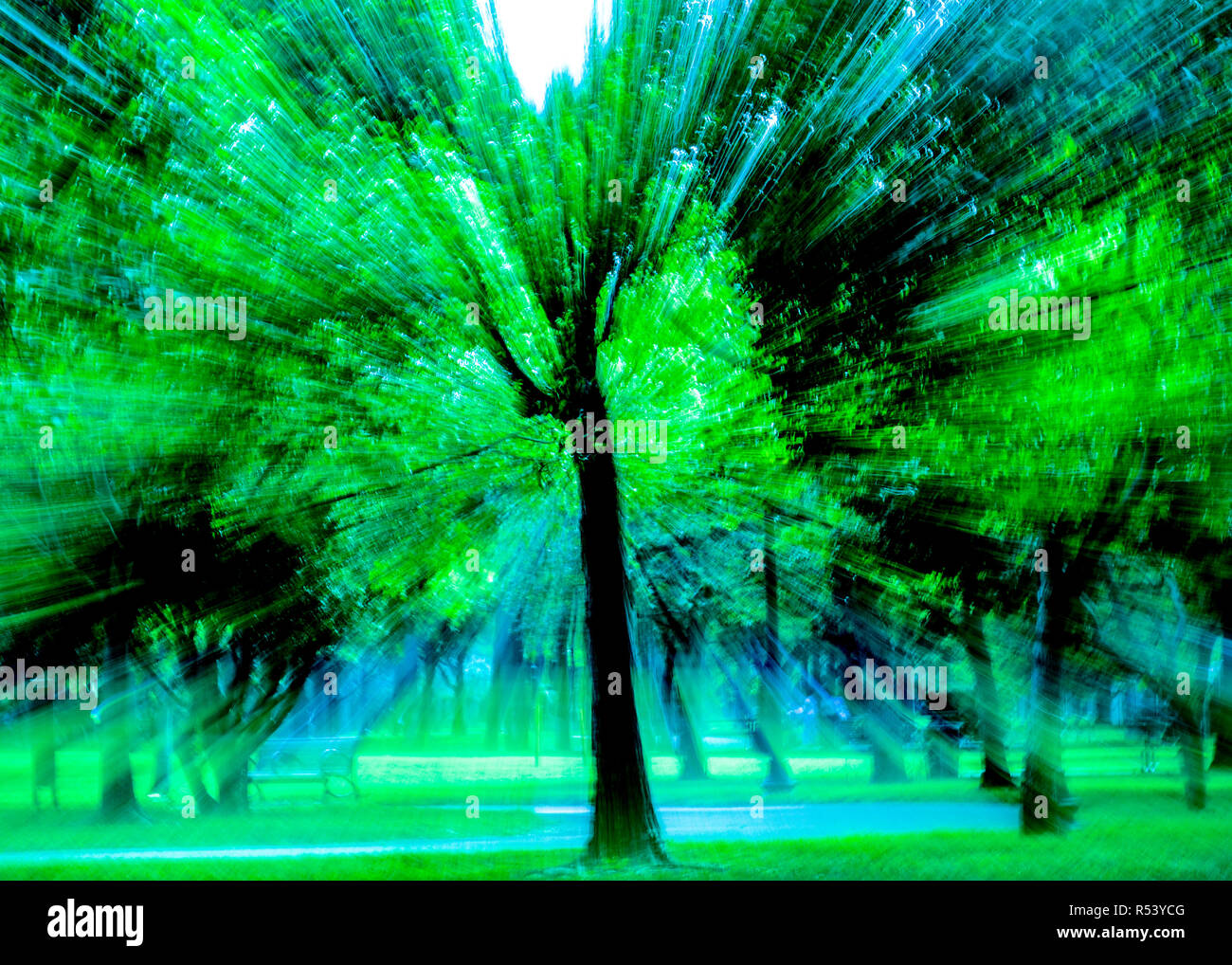 Tree of knowledge painting hi-res stock photography and images - Alamy