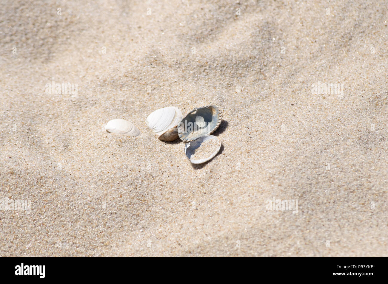 natural beach sand - with small flotsam Stock Photo - Alamy