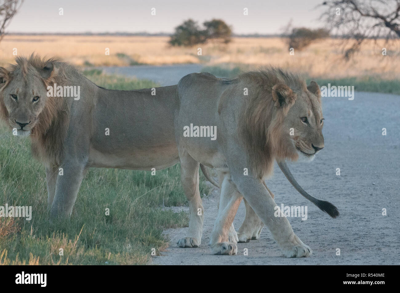 Male female lion walking hi-res stock photography and images - Alamy