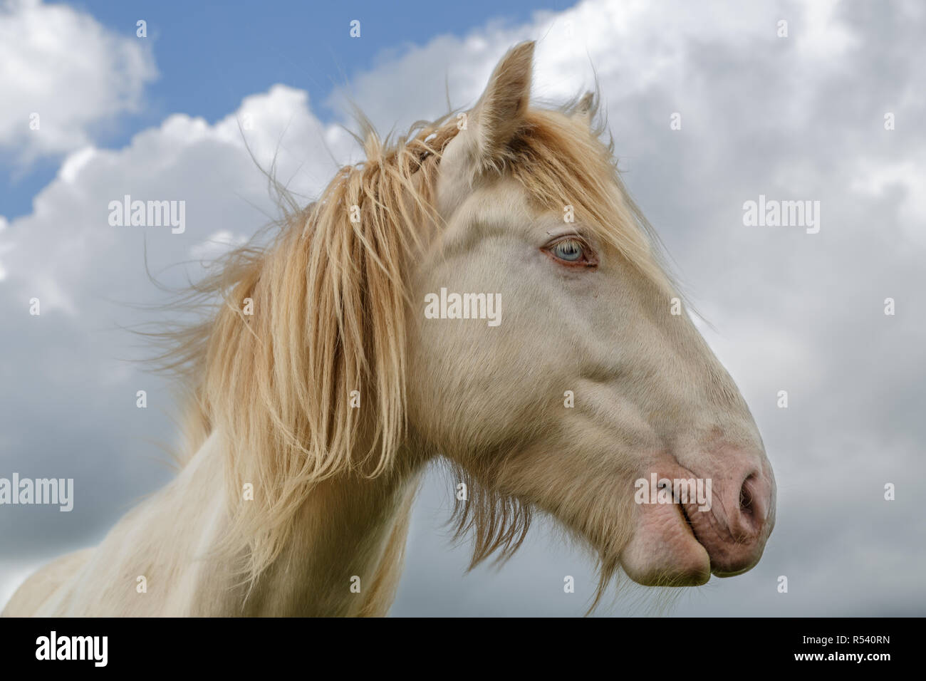 Cremello horse hi-res stock photography and images - Alamy