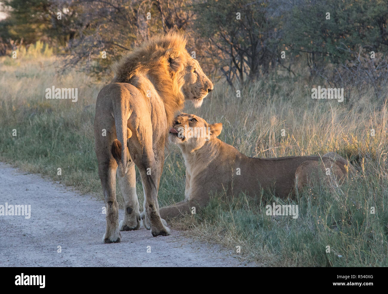 Male female lion walking hi-res stock photography and images - Alamy