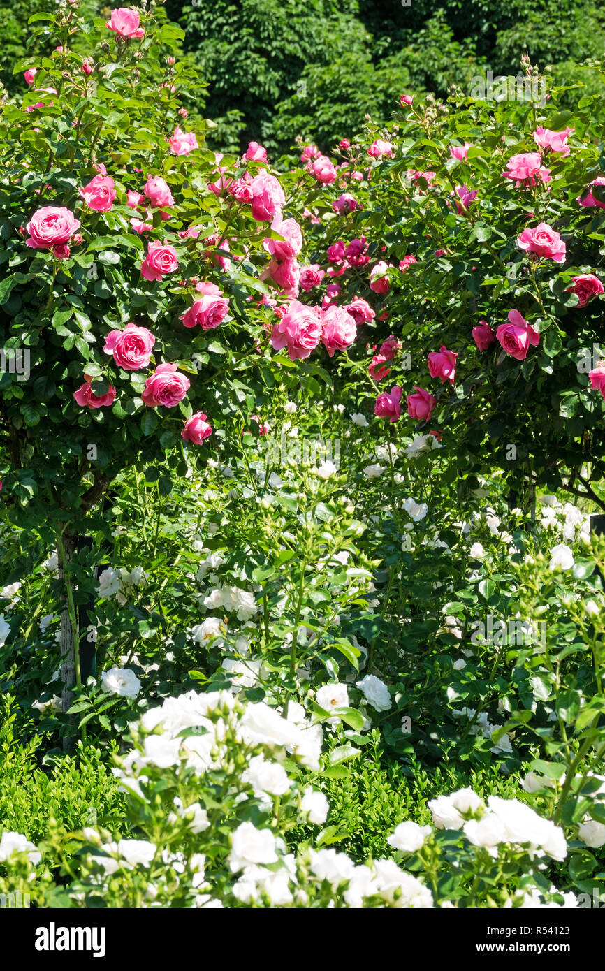 Gartenrose Stock Photos & Gartenrose Stock Images - Alamy