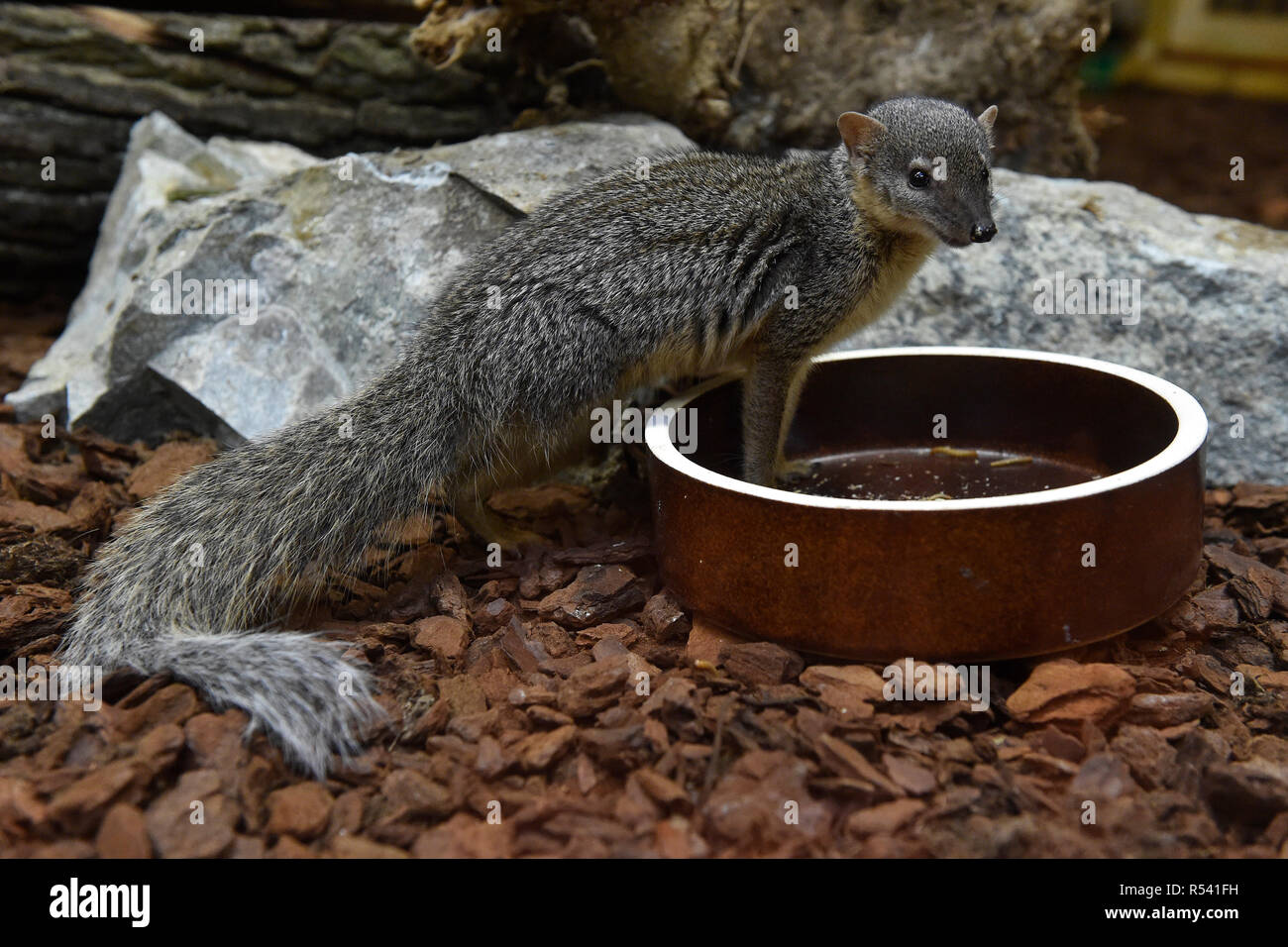 Brno, Czech Republic. 29th Nov, 2018. A narrow-striped mongoose ...